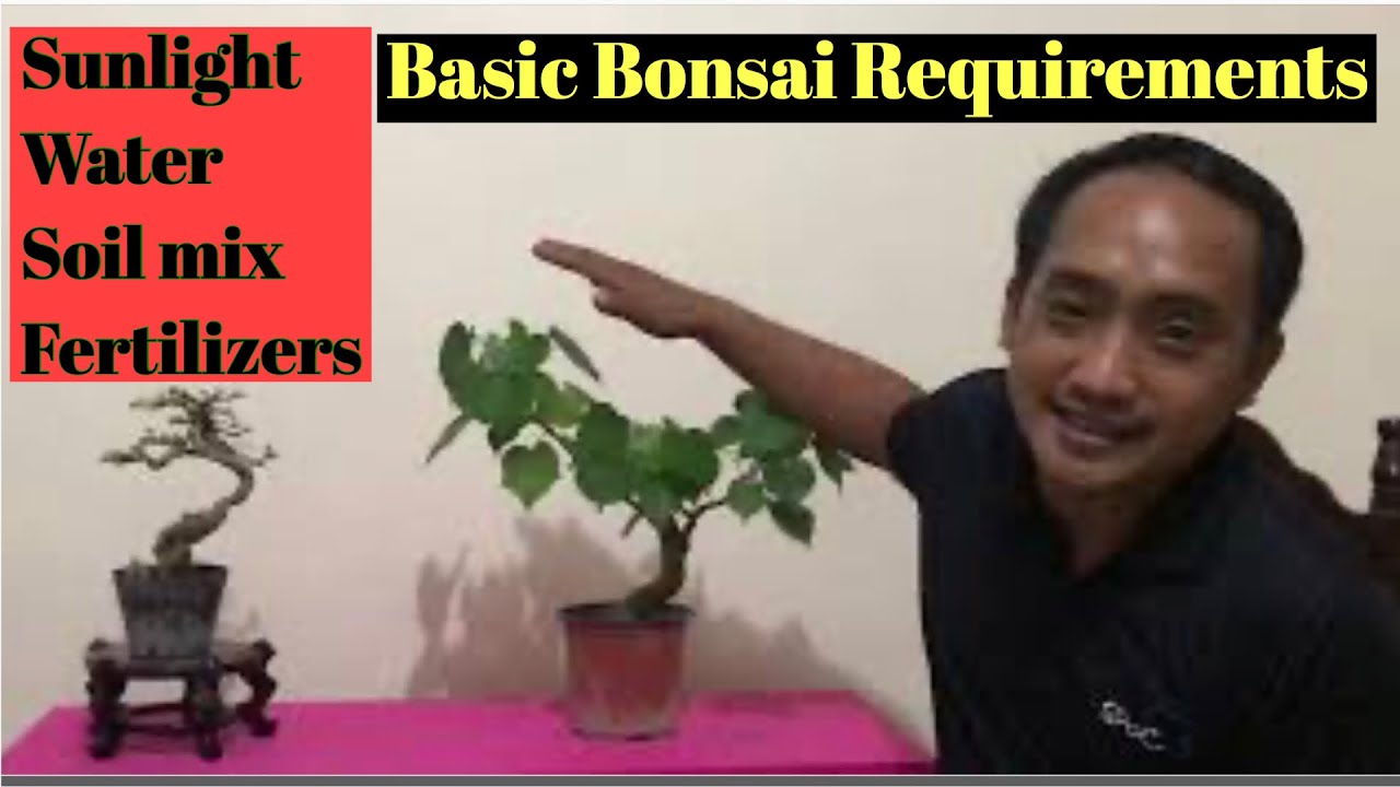 Basic Bonsai Lessons: Mga Basic na Kailangan Para Mabuhay ang Inyong ...
