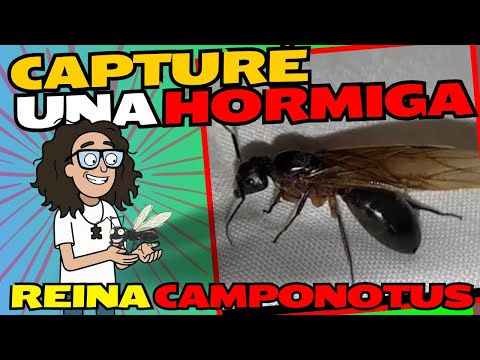Camponotus Atriceps algunos datos a grandes rasgos sobre ella ...