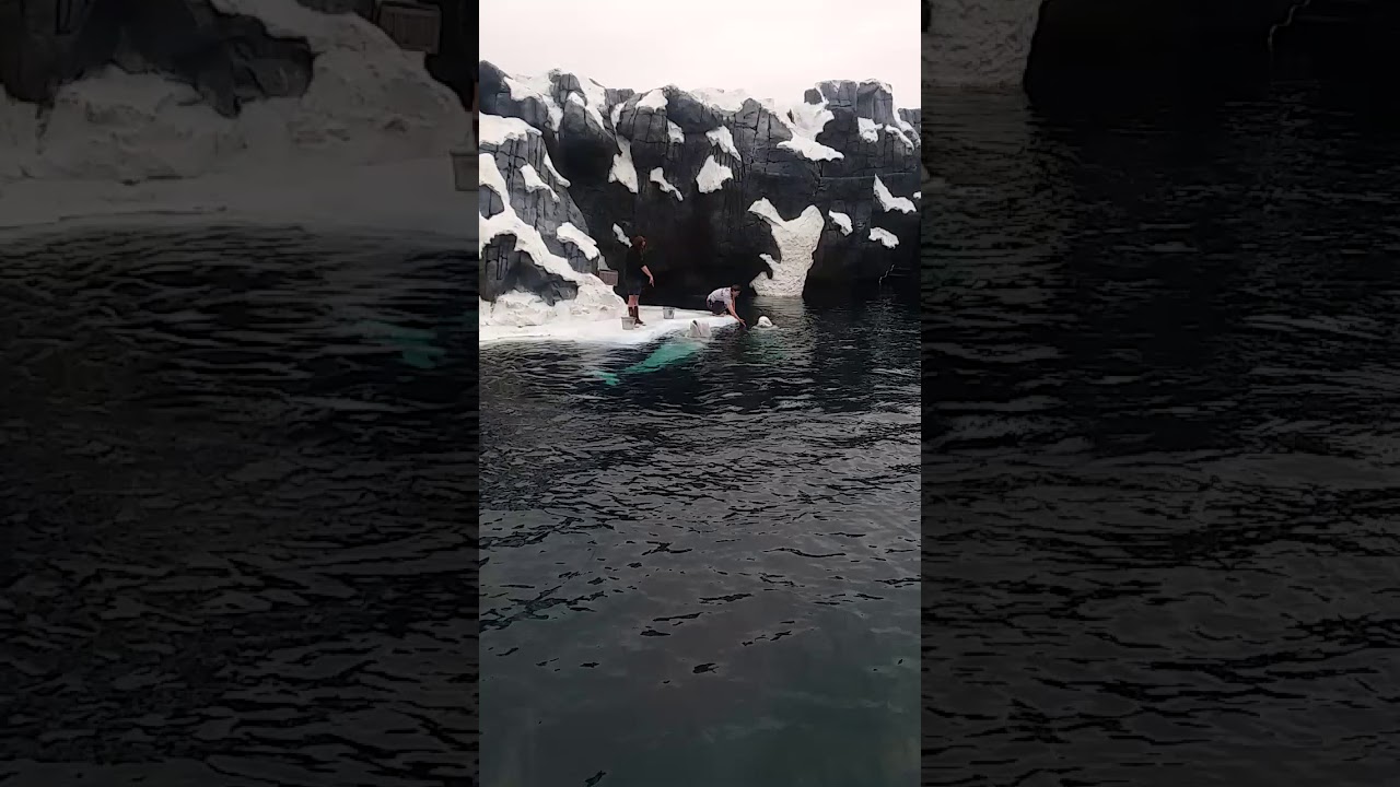 Feeding Beluga whales - YouTube