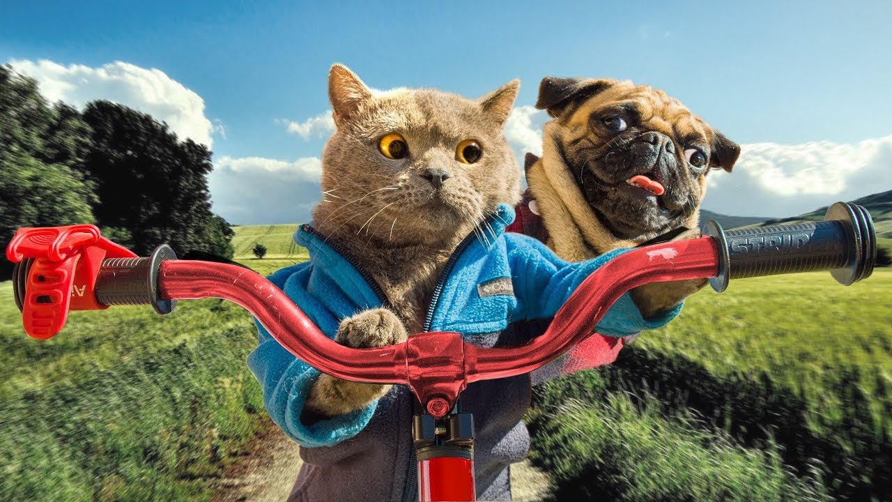 Funny animals in funny situations Compilation #37 /Смешные животные в ...