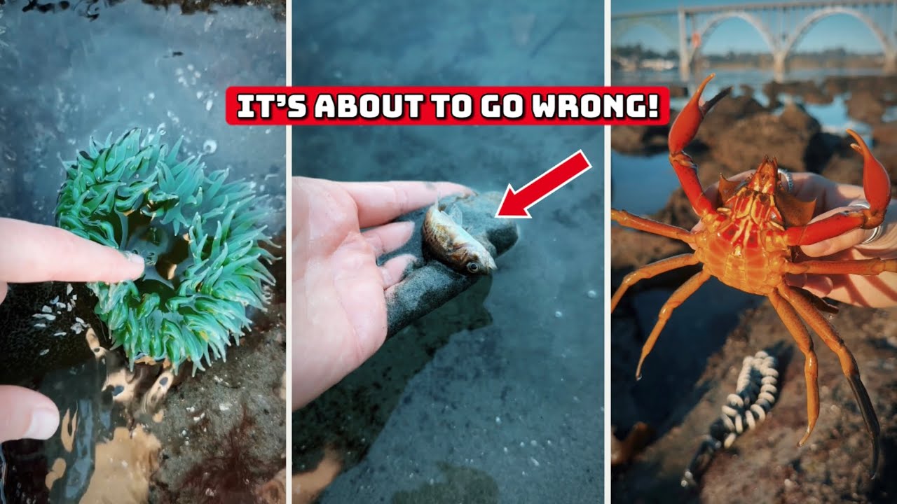 Extremely Satisfying & Cute Animal Encounters! - YouTube