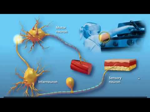 Biolistrik | Kelistrikan pada tubuh manusia | Penghantaran impuls