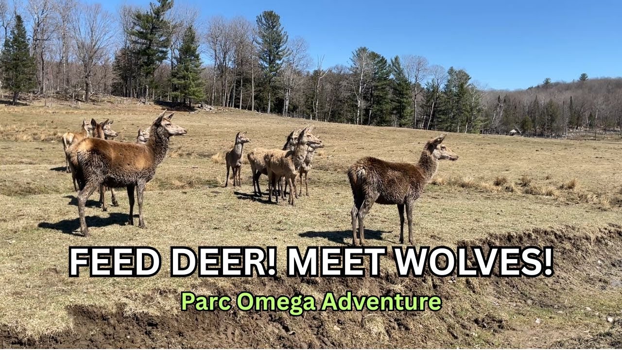 Wild Encounters at Parc Omega: Feed Deer, Spot Moose & Bison in Quebec ...