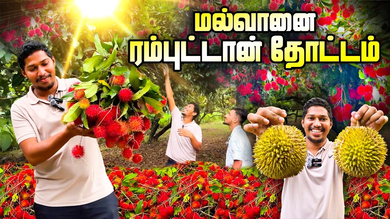 அடேங்கப்பா 🥰 | மறக்க முடியாத அனுபவம் | Malwana Rambutan Garden | Sri ...