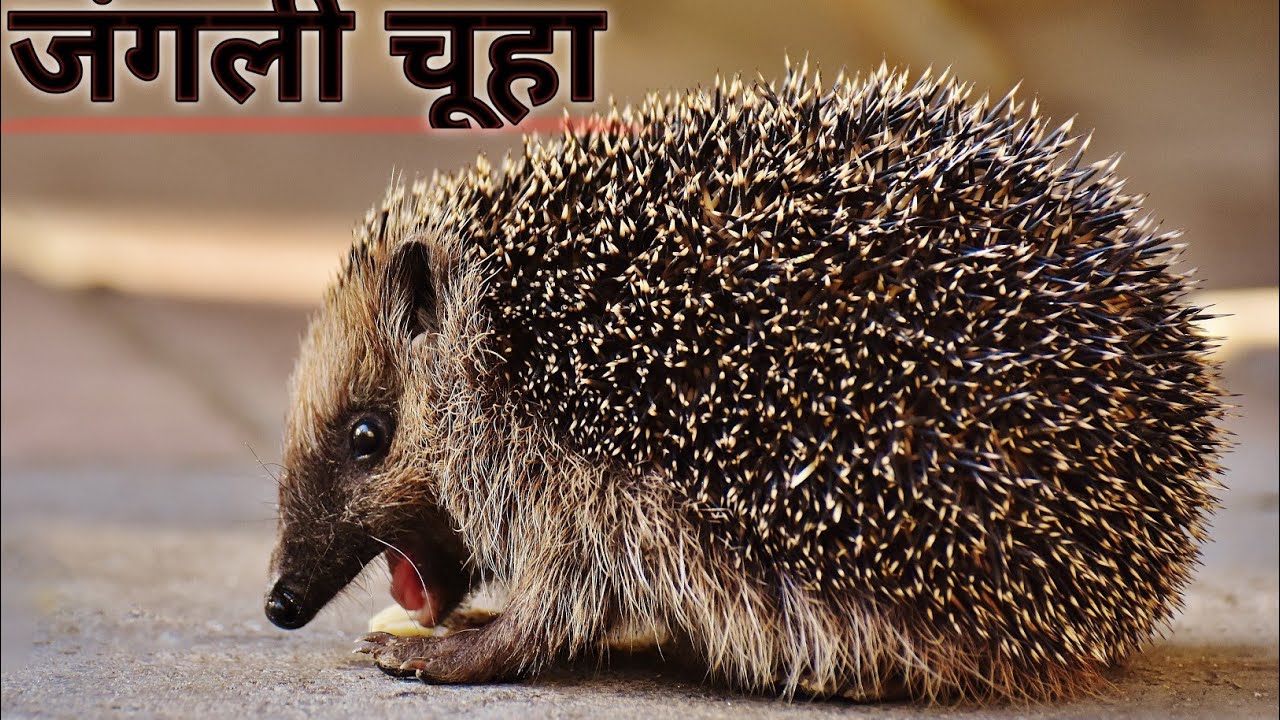 कांटेदार जंगली चूहा || hedgehog video 2021Junglee katedar chuha # ...