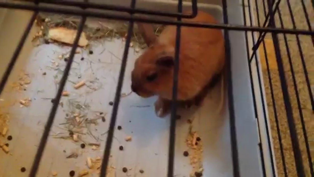 Mon lapin ???? - YouTube