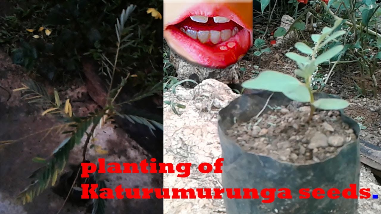 how to planting Katurumurunga seeds. Ican agri - YouTube