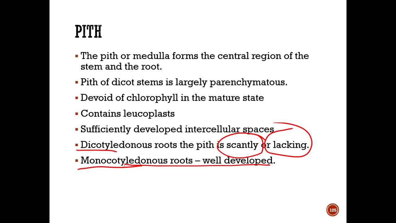 PLANT ANATOMY – TISSUE SYSTEMS PART-VII GROUND TISSUE SYSTEM-PITH - YouTube