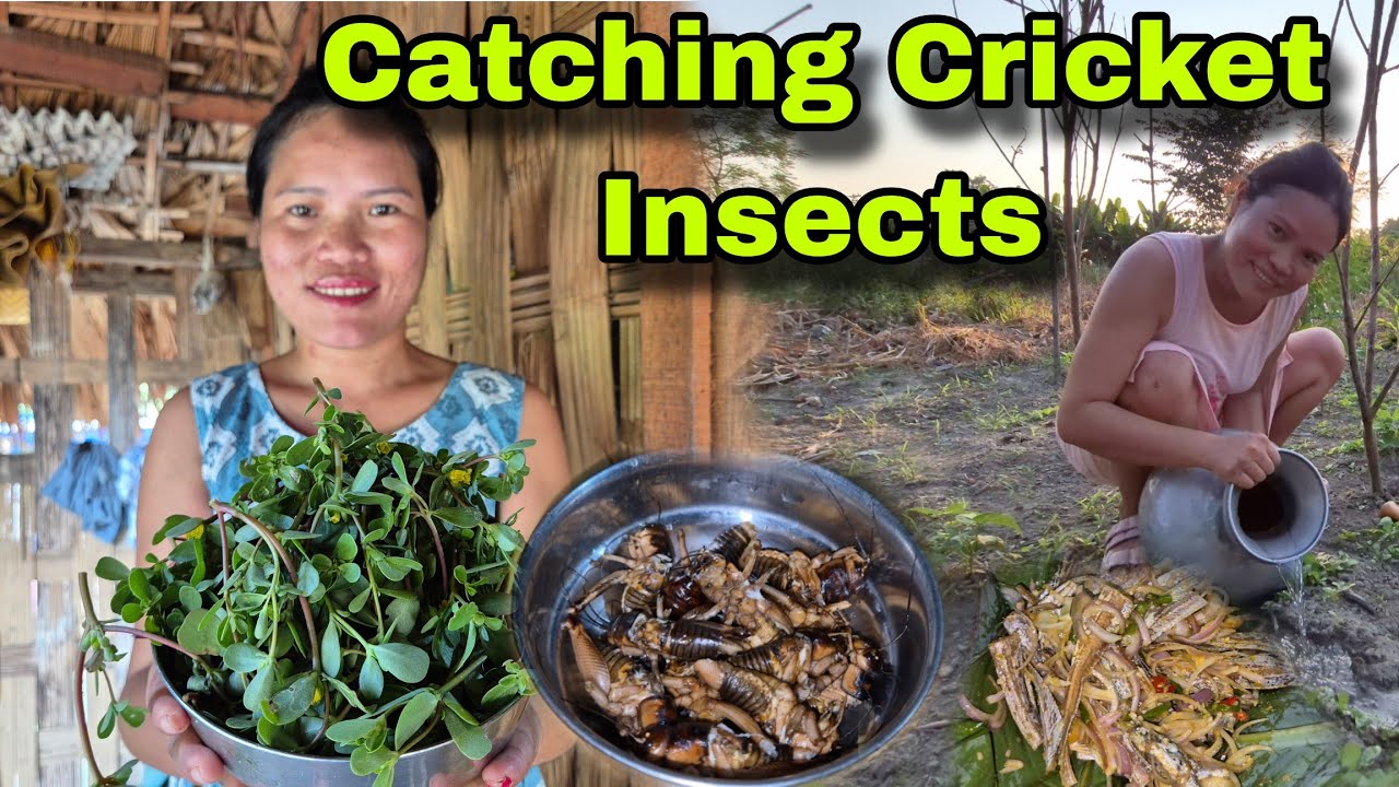 My Simple daily Village Life || Catching Cricket Insect || cooking and ...