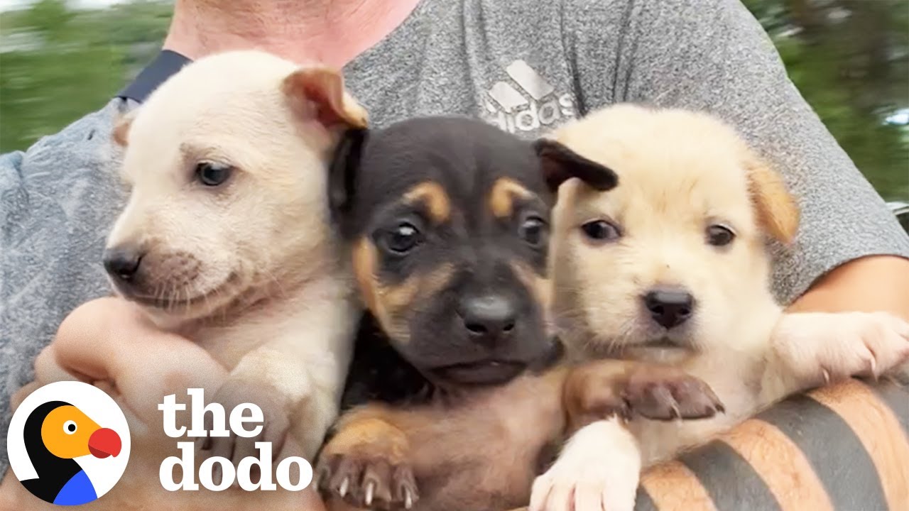 Guy Finds 3 Puppies On Side Of Road | The Dodo - YouTube
