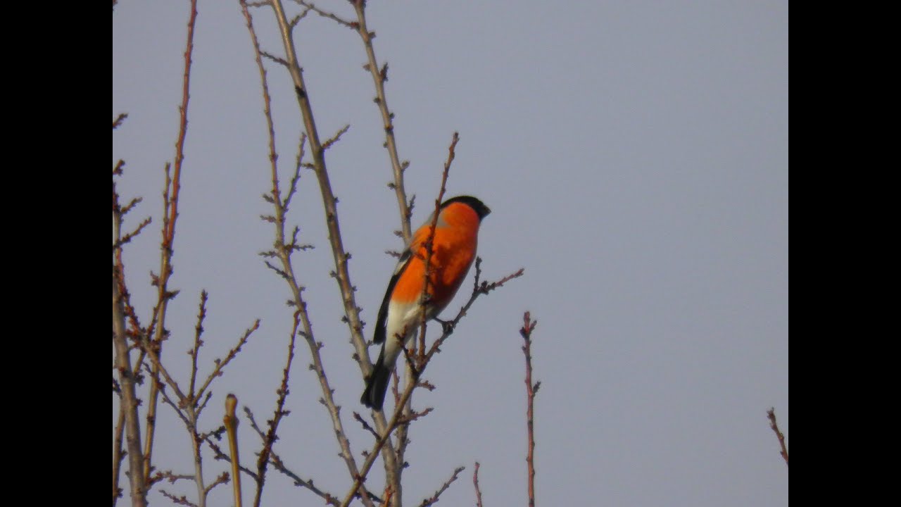 Mugurari - Bullfinches (Pyrrhula pyrrhula) - YouTube