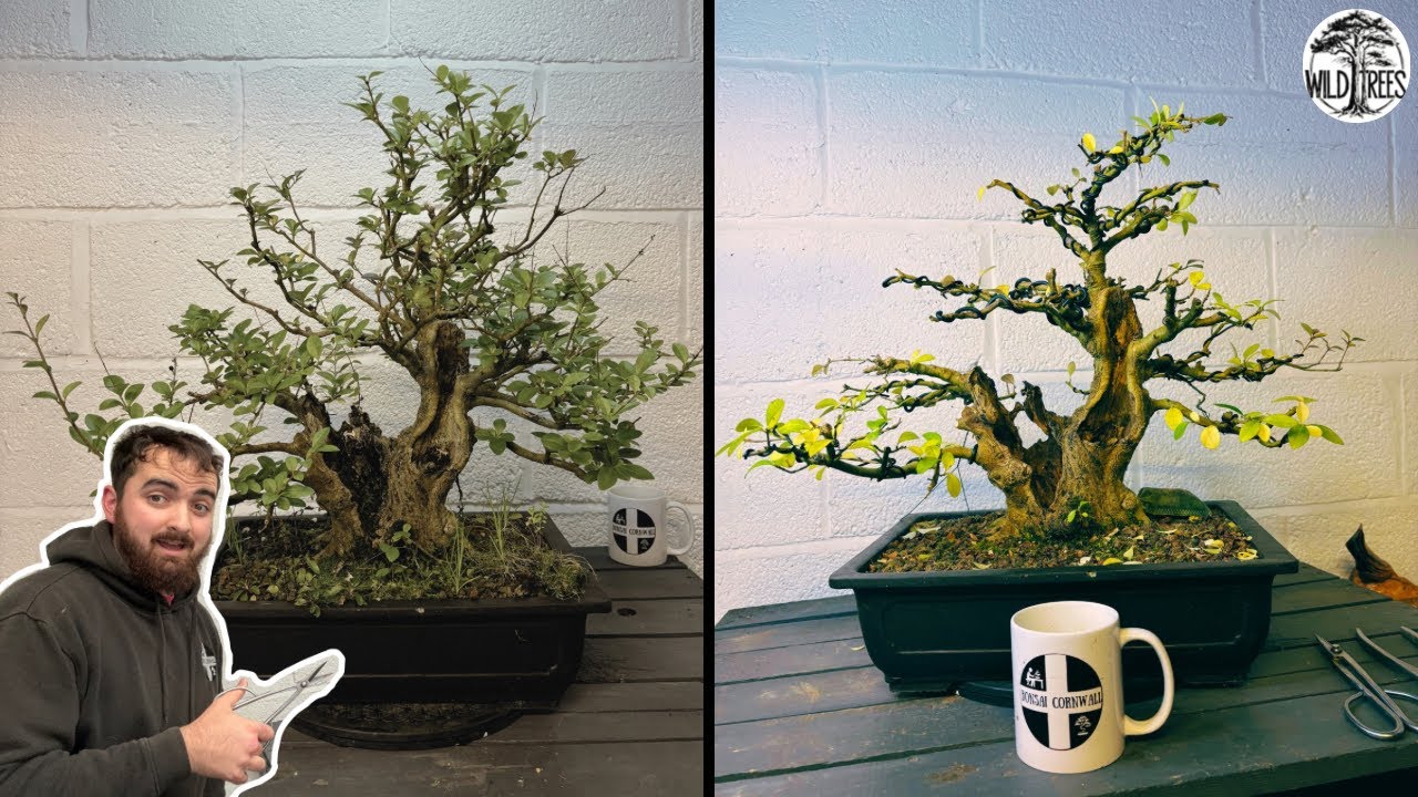 Beautiful Privet Bonsai Transformation Ep 1 - YouTube