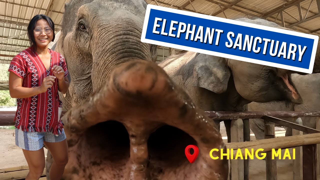 These elephants NEED you! - YouTube
