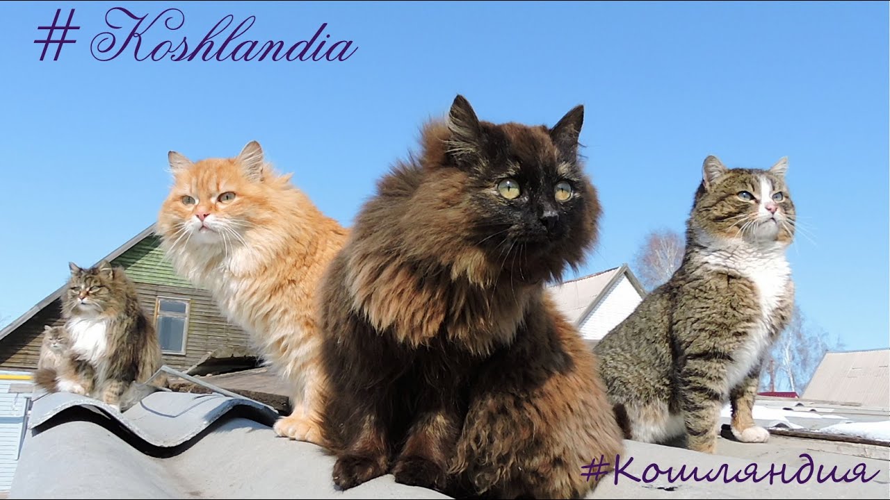 Siberian Farm cats, March 29, 2015,Сибирские Деревенские кошки, Rych ...