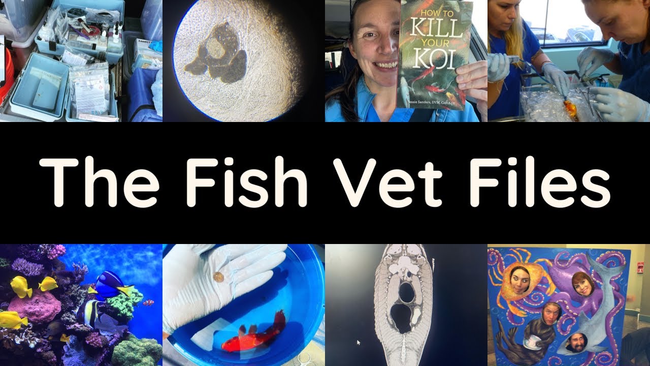 Welcome to The Fish Vet Files - YouTube