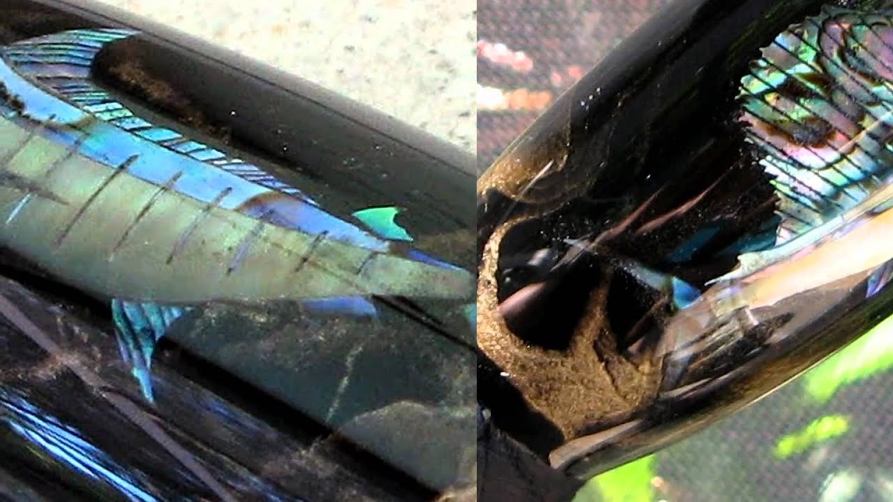 The WORLD'S WILDEST Fishing Rods - YouTube