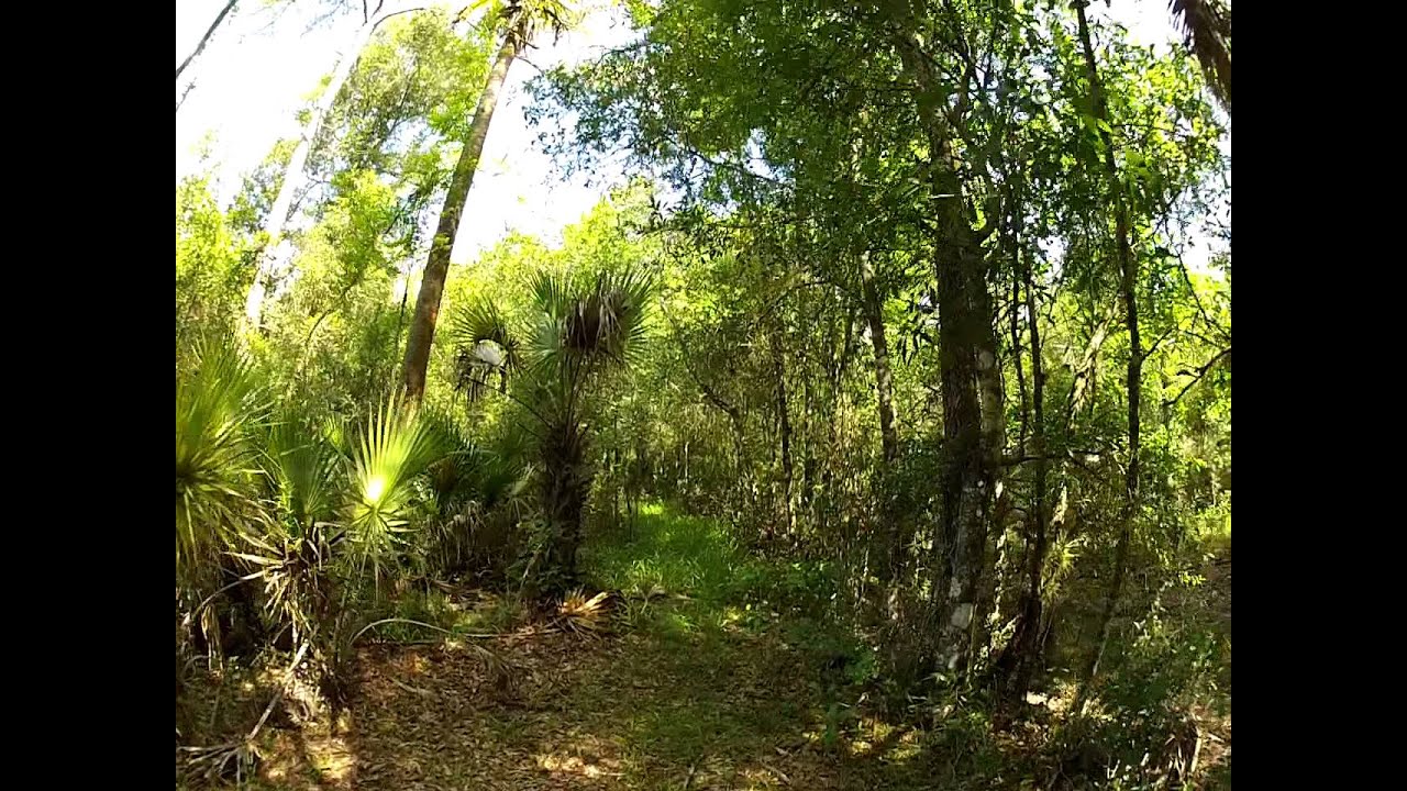 Hiking at Green Swamp East Tract - YouTube
