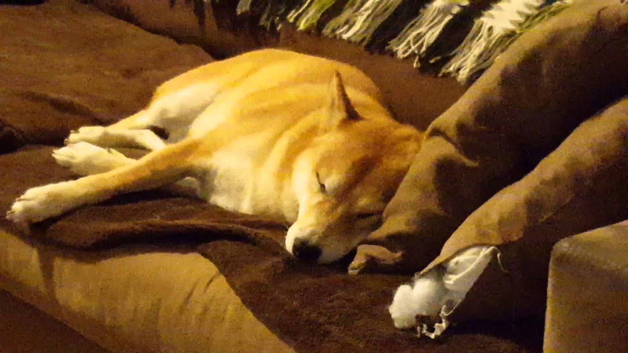 Sleeping Shiba Inu Making Adorable Noises In Her Dreams! - YouTube
