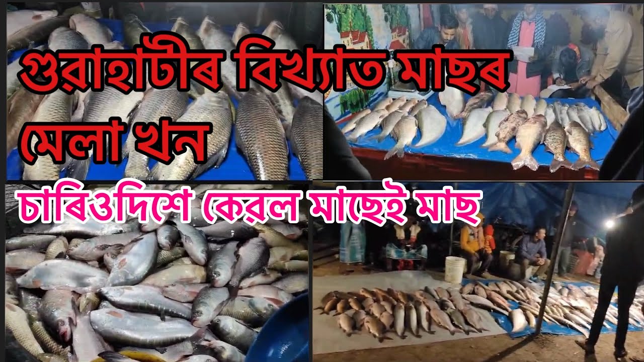 Fish festival in Guwahati budha budhi mayong 2024 ॥মাছৰ মেলা - YouTube