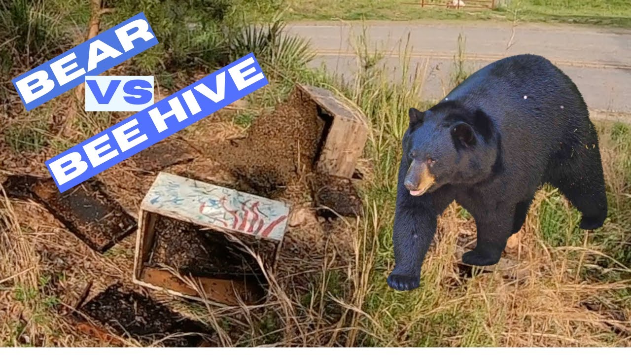 Bear Attack !!! We lost a bee hive - YouTube
