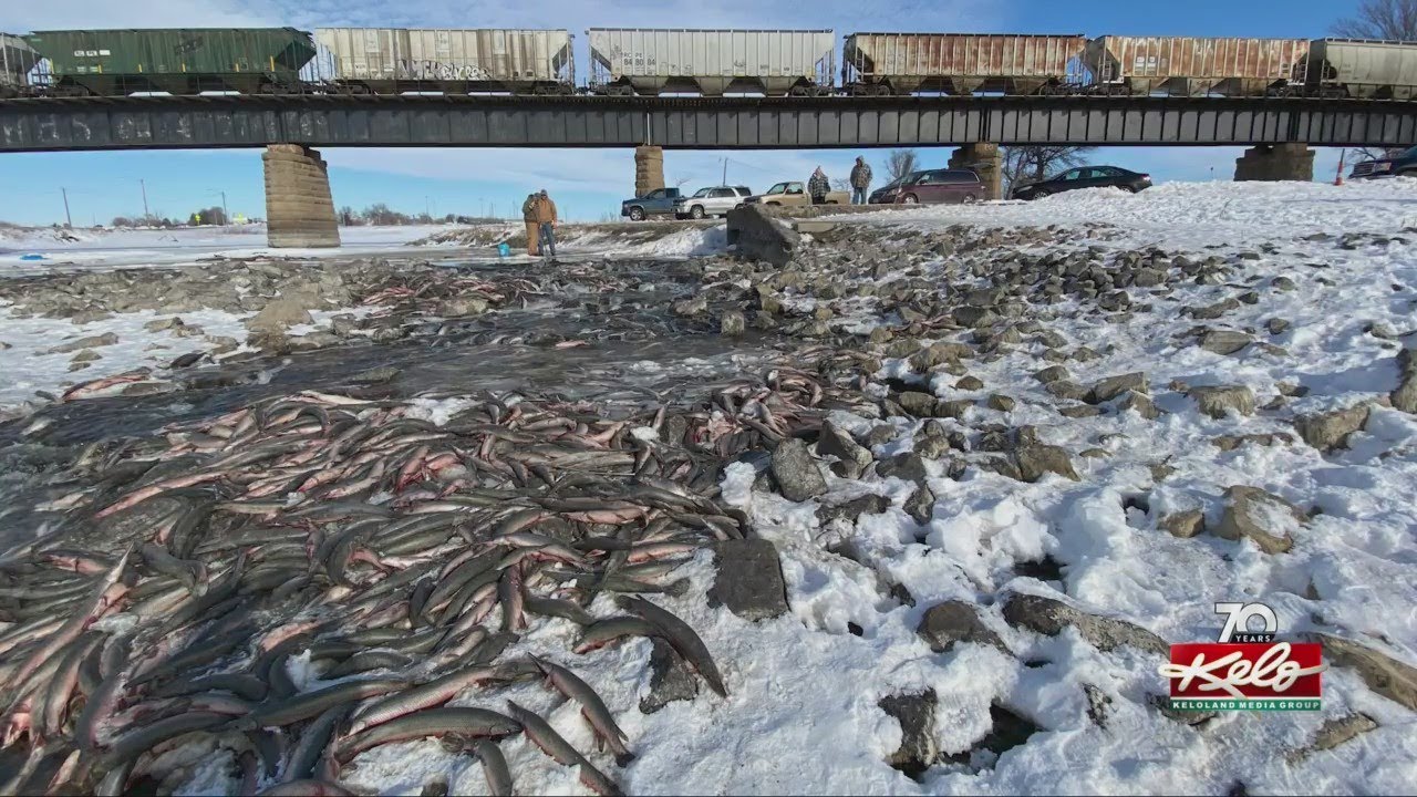 Massive fish kill at Huron low head dam - YouTube