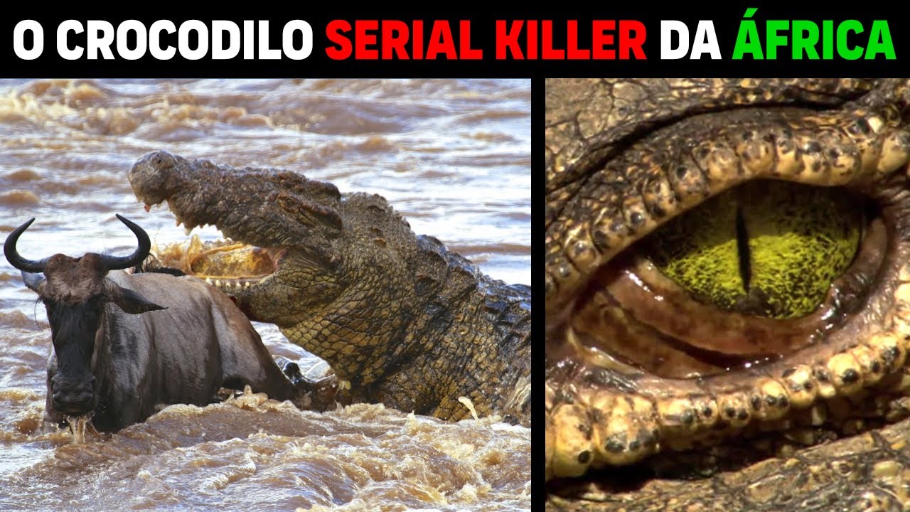 🐊 GUSTAVE - Crocodilo do Nilo mais perigoso do mundo - YouTube