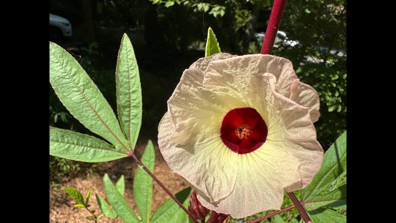 Growing Roselle in Containers From Seed (Hibiscus sabdariffa) - YouTube