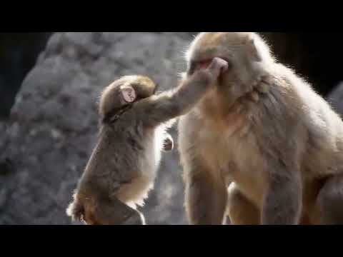 Yapay zeka ile Punch'ın kendisine kötü davranan maymunları dövdüğü ana ait video yapıldı.