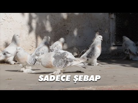 Şanlıurfa meşhur  şebap güvercin ve fedarasyonu  hakkında tüm bilgiler