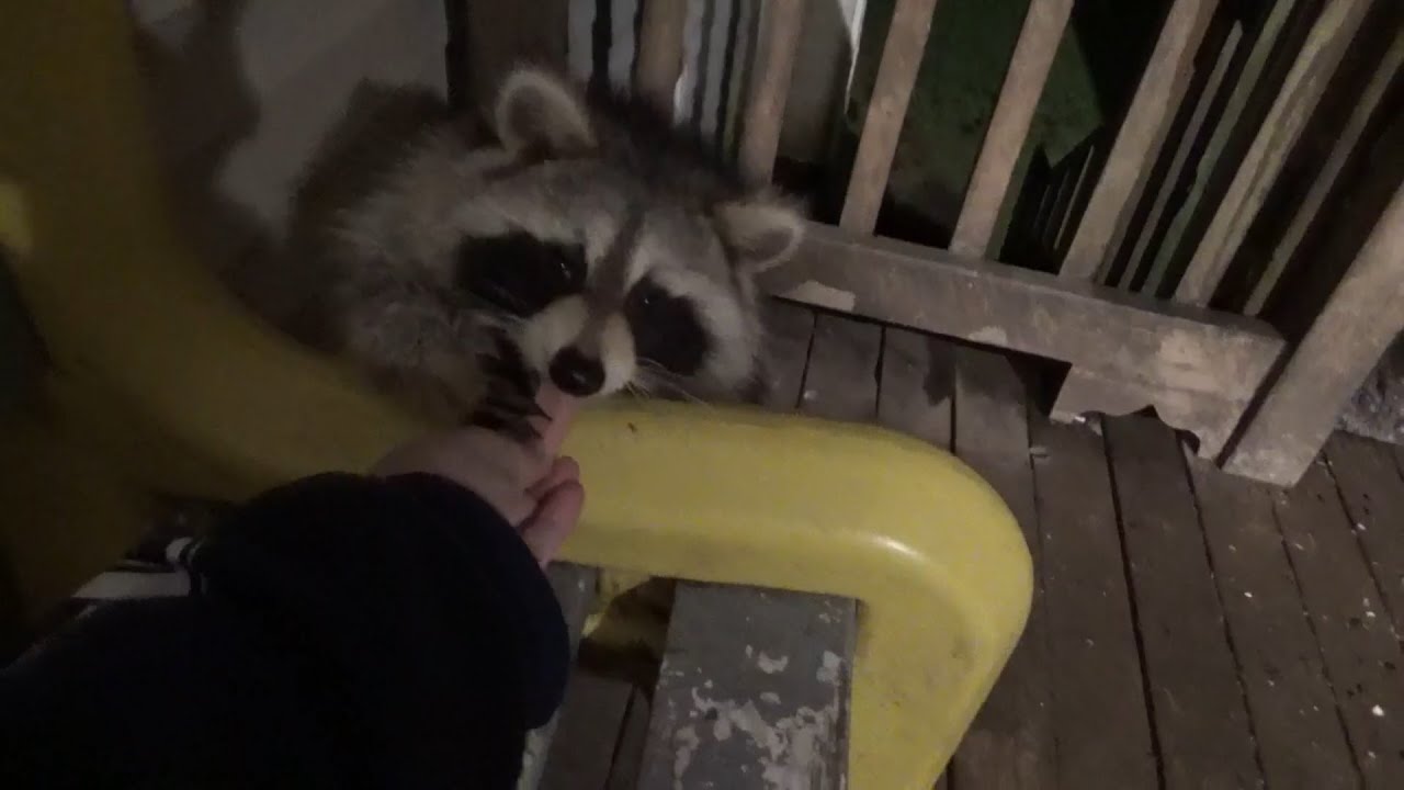 Dec 19, 2023 - Raccoons Show on Tuesday Night - Its the After the Storm ...