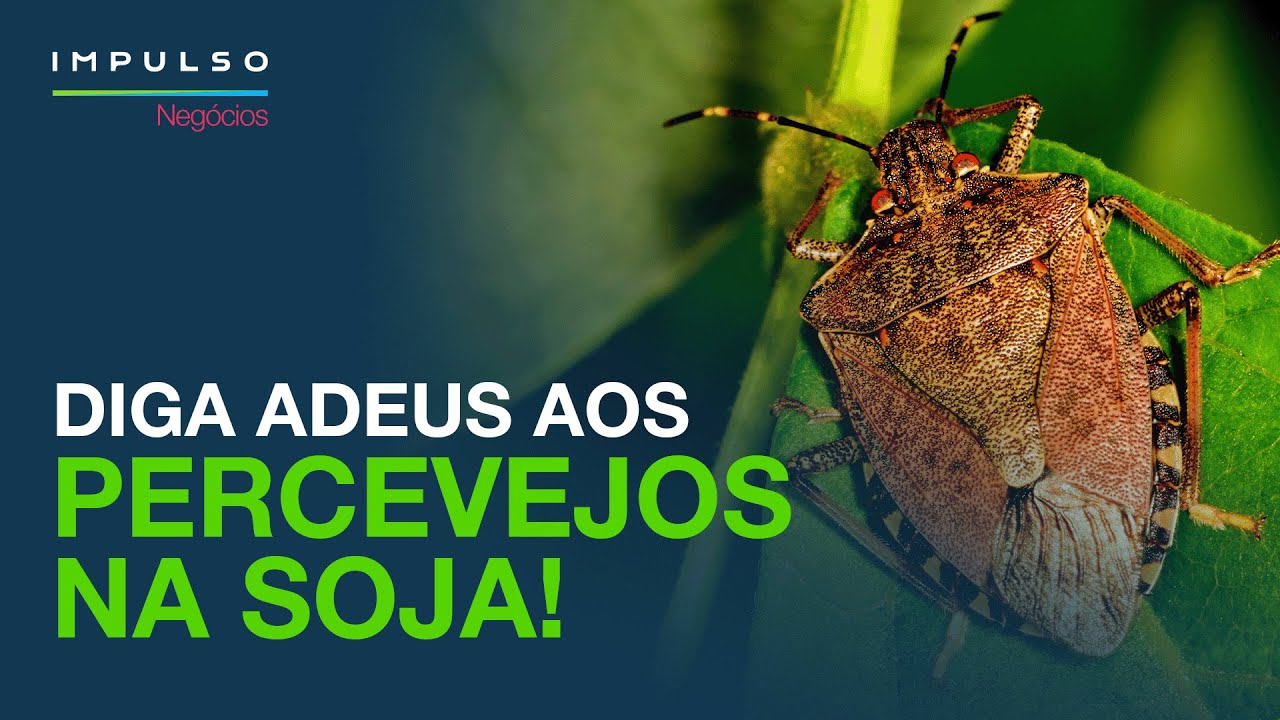 Percevejos da Soja: Danos na Lavoura e Como Controlar | Impulso ...