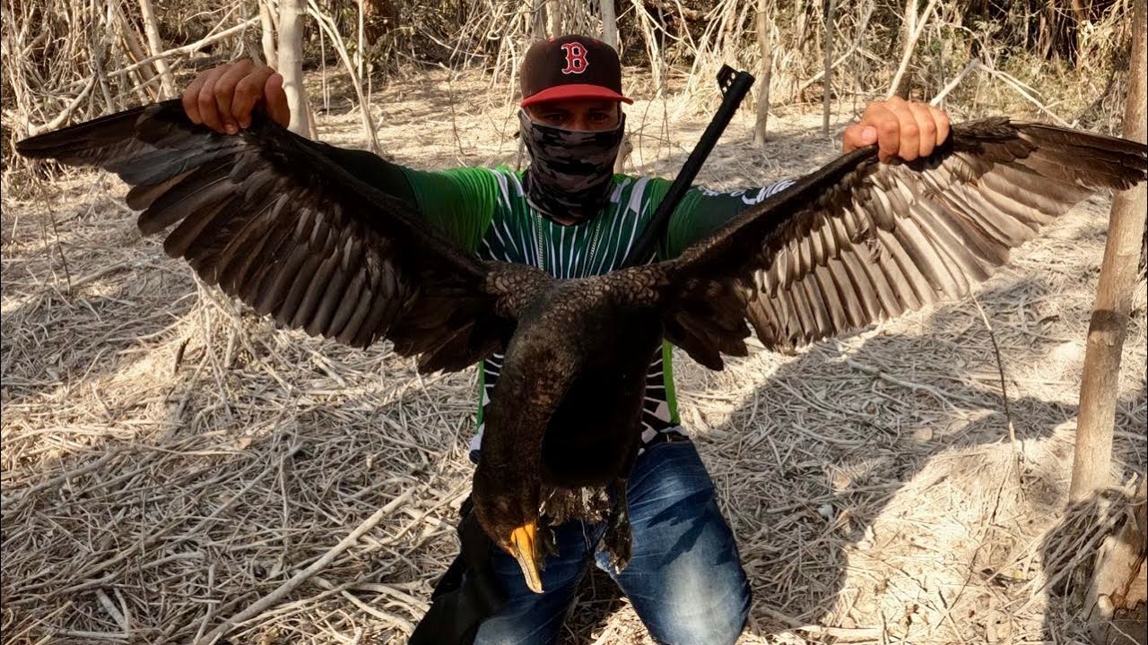 CAZA DE PATO BUZO CORMORÁN (PLAGA) - YouTube