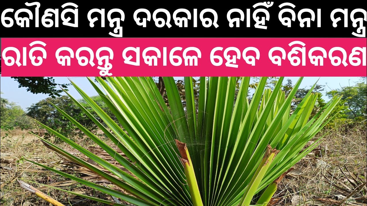 tala Patra re vashikaran Kariba ra totka | odia story | odia motivation ...