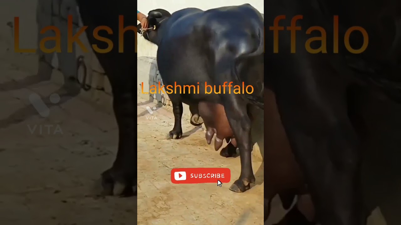 #Lakshmi buffalo #india best breed #dairy farm #sultan bull #raja bull ...