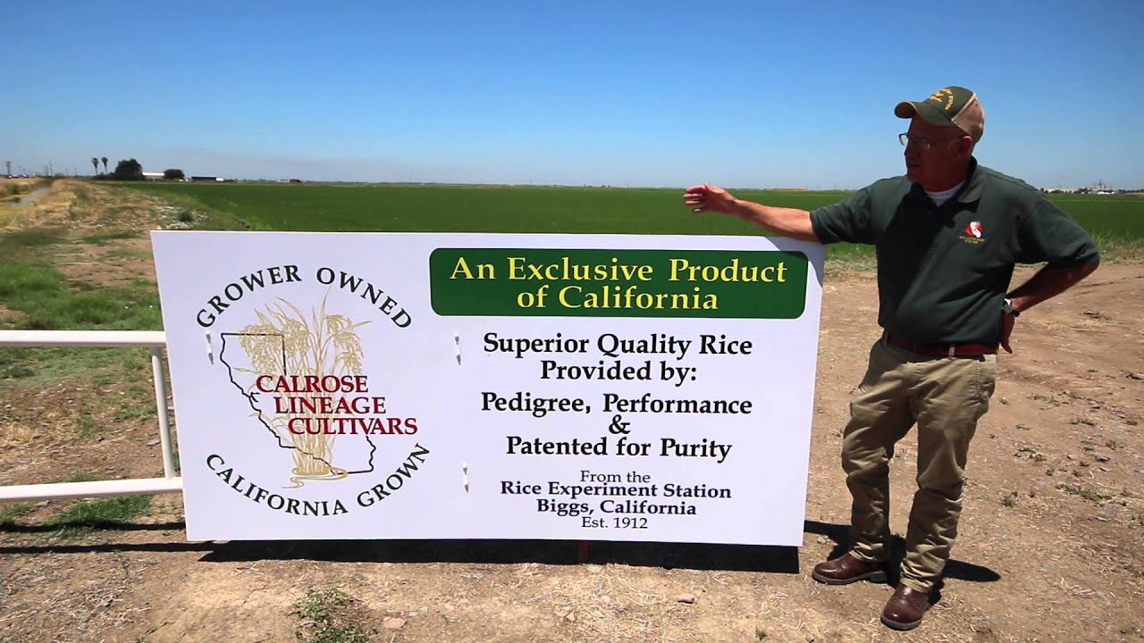 California Rice Signs - YouTube