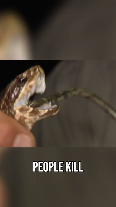 Cottonmouth vs Pit Vipers | Python Hunters - YouTube