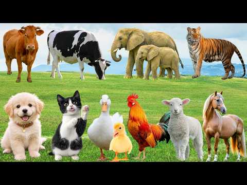 🌿 Discover Adorable Farm Friends: Horse, Cat, Cow, Goat, Duck, Dog, Sheep – Calm Countryside Melody
