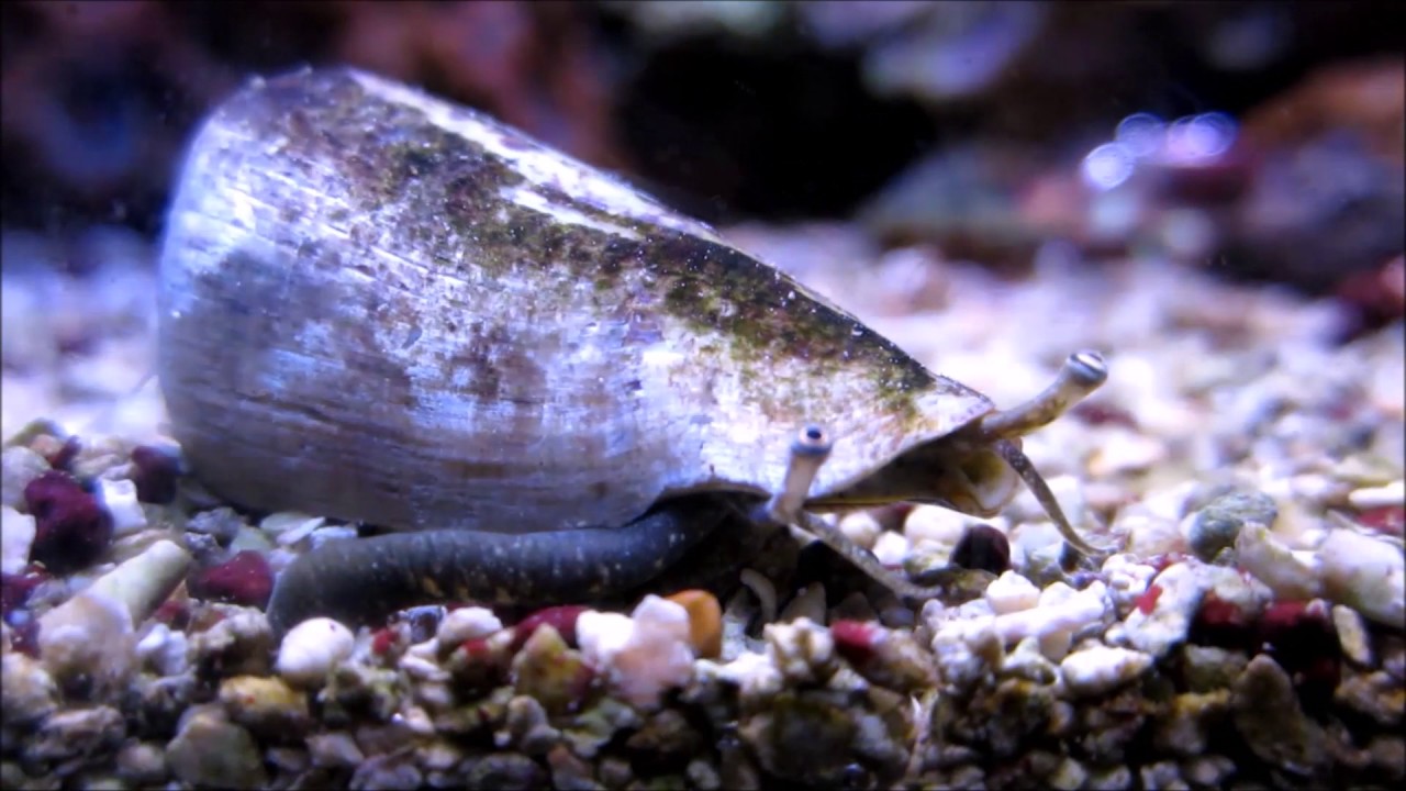 Fighting Conch - YouTube