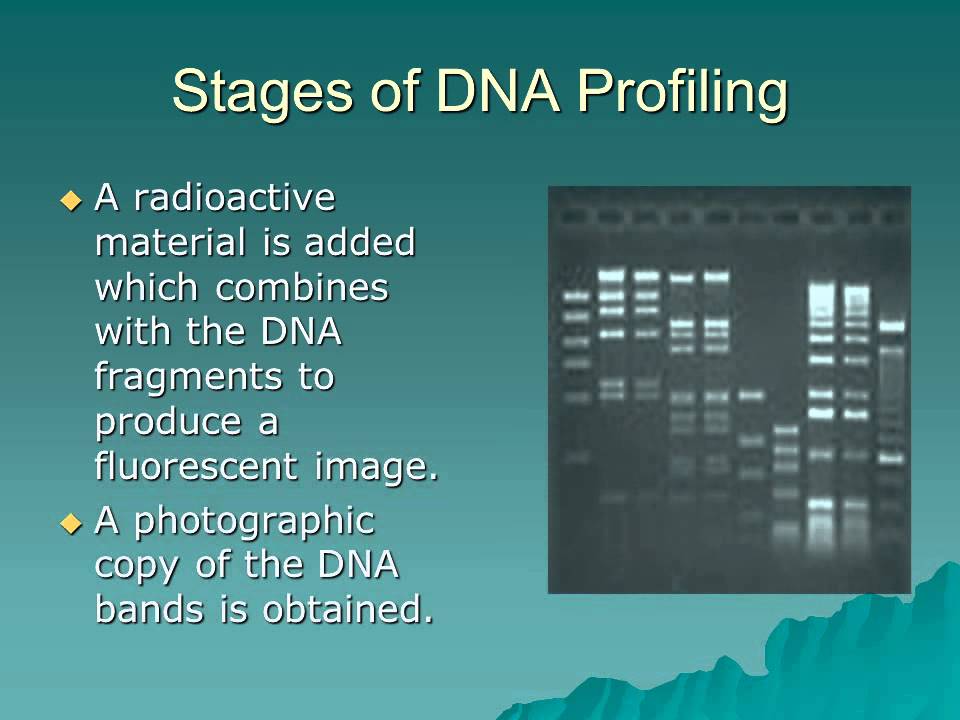 DNA Fingerprinting powerpoint - YouTube