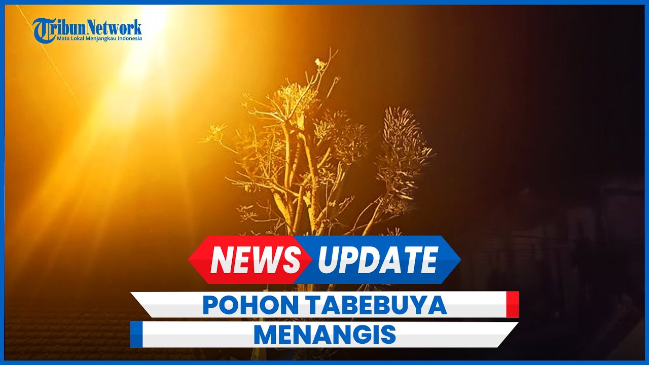 Viral Pohon Tabebuya Keluarkan Air dari Ujung Ranting Seperti Menangis ...