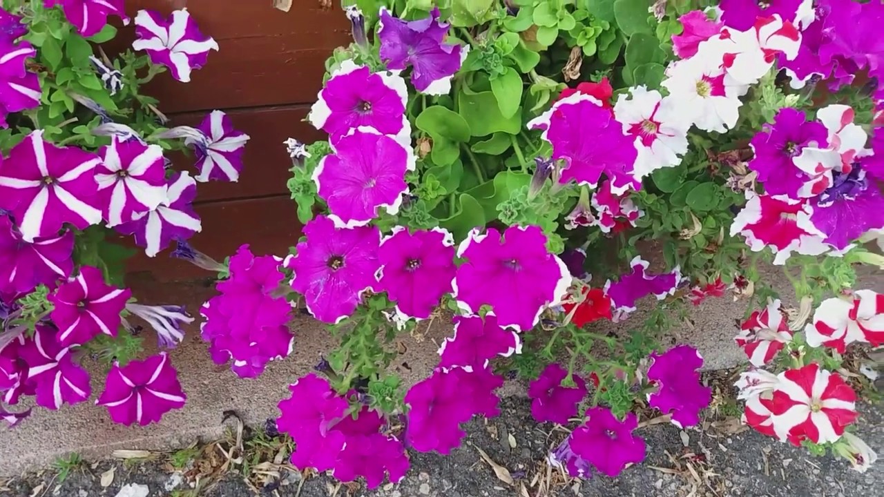 Italy, Southern Nature, Flowers, Music - YouTube