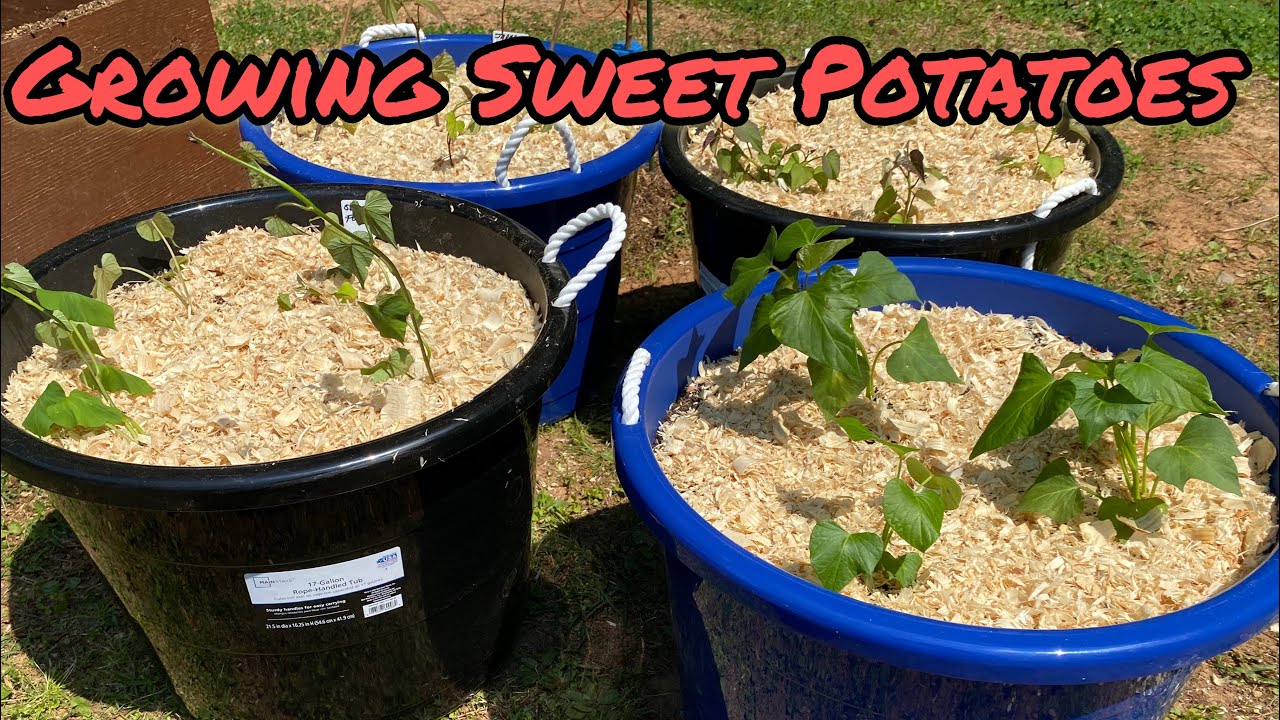 🍠How to Plant Sweet Potatoes in a Container 🍠 - YouTube