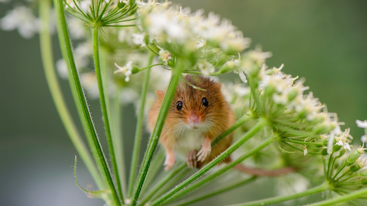 Mouse Videos for Cat to Watch - YouTube