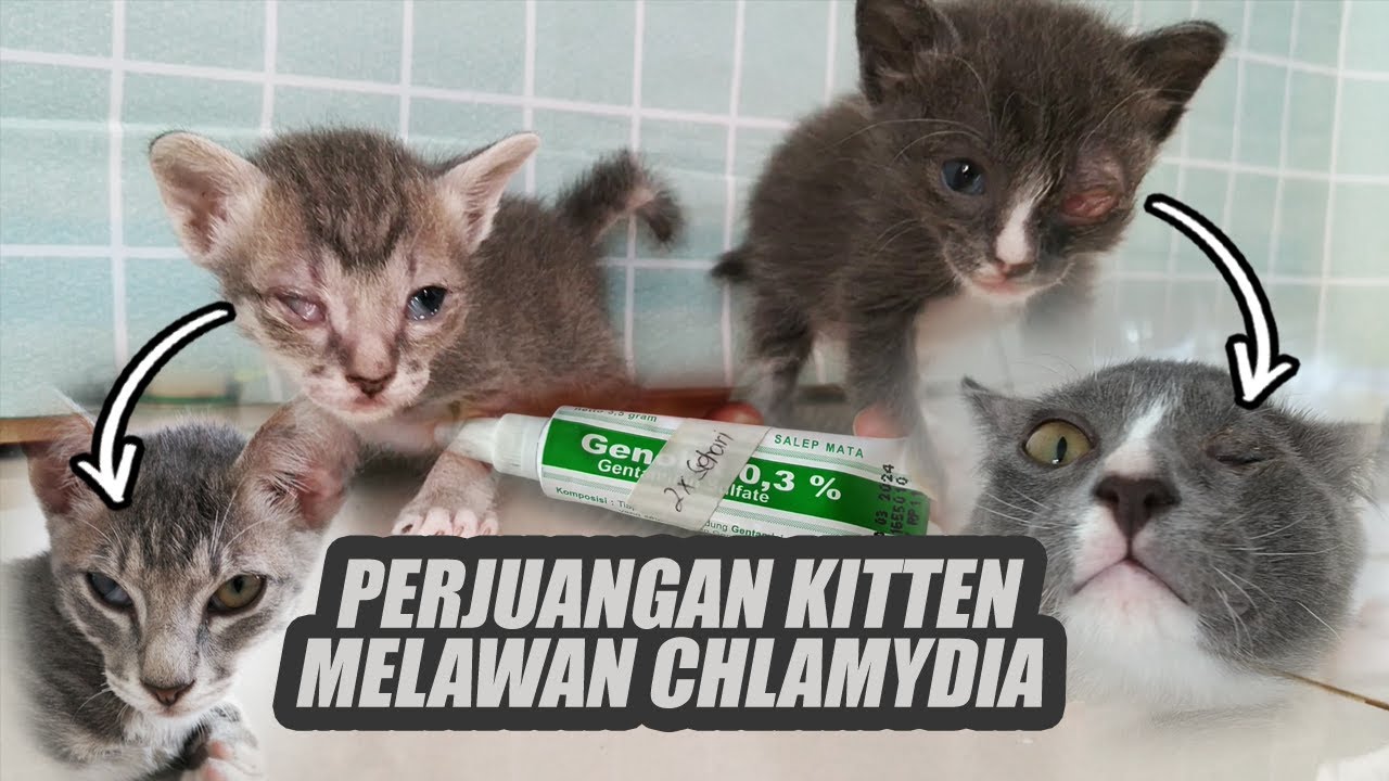 Cara Mengobati Chlamydia Pada Anak Kucing - YouTube