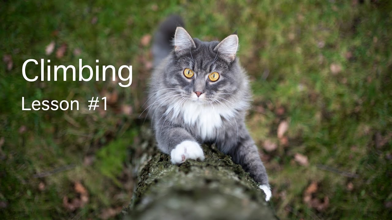 Climbing Lesson for CATS | teaching Cat how to climb a tree - YouTube