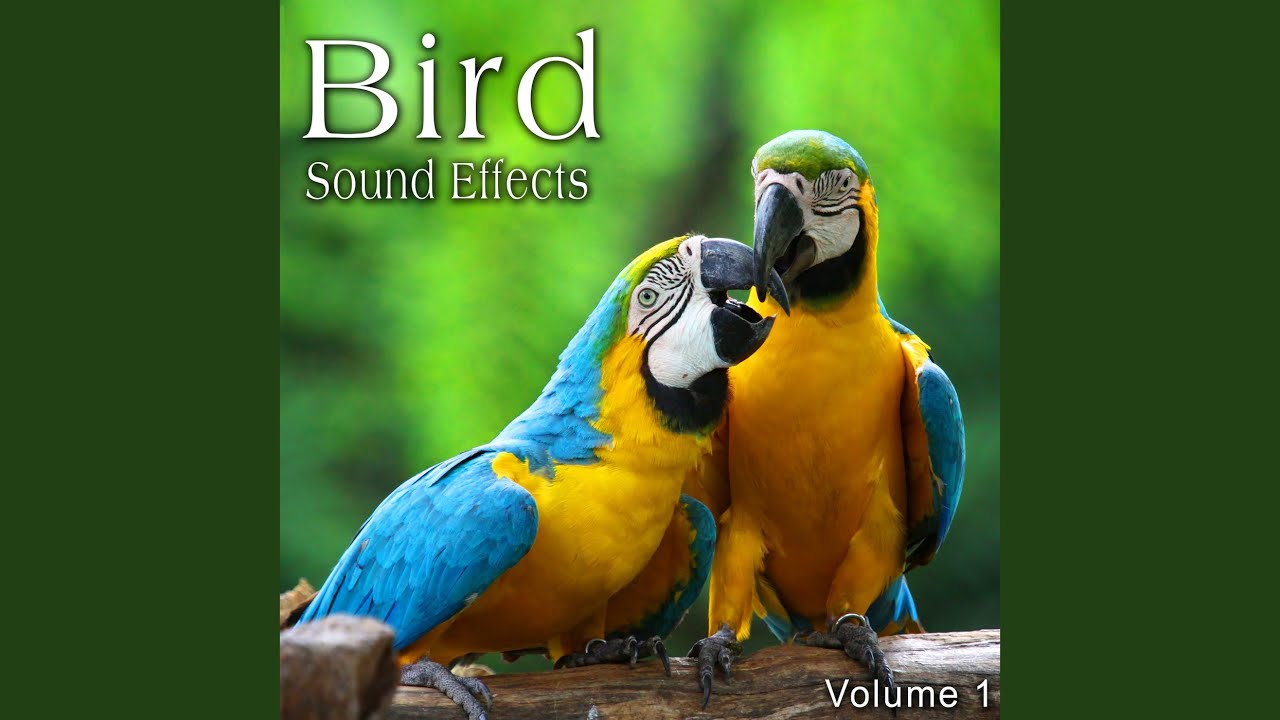 Throaty Macaw Vocalizations - YouTube