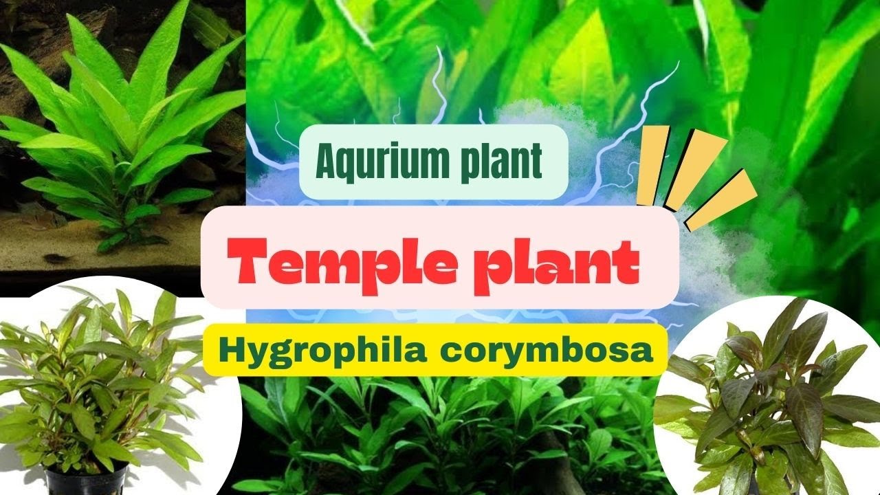 Temple plant aquarium plant hygrophila corymbosa #aquariumplants # ...