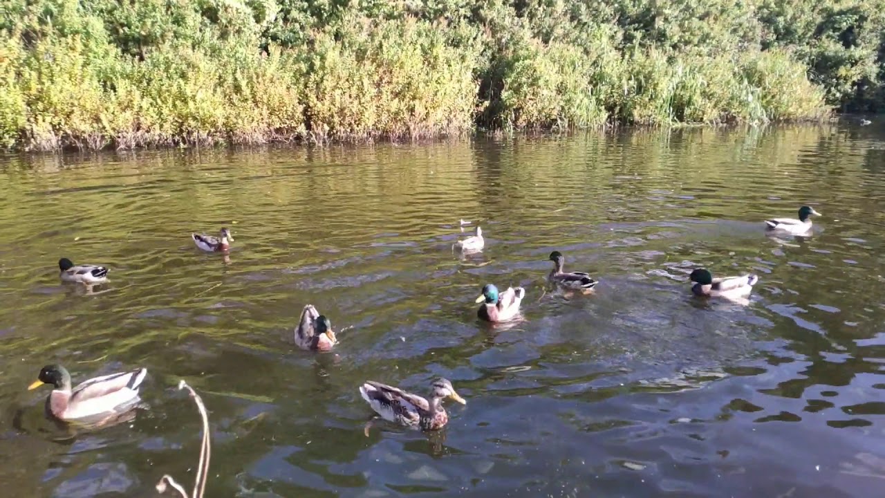 Full HD Flying ducks & countryside scenes Clayton Le Moors Accrington ...