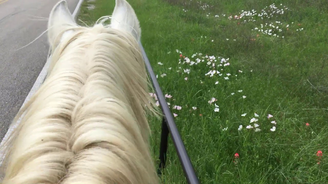 Riding with Wildflowers Blooming - YouTube