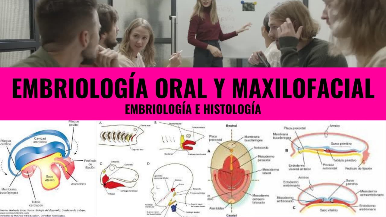 EMBRIOLOGÍA ORAL Y MAXILOFACIAL - YouTube